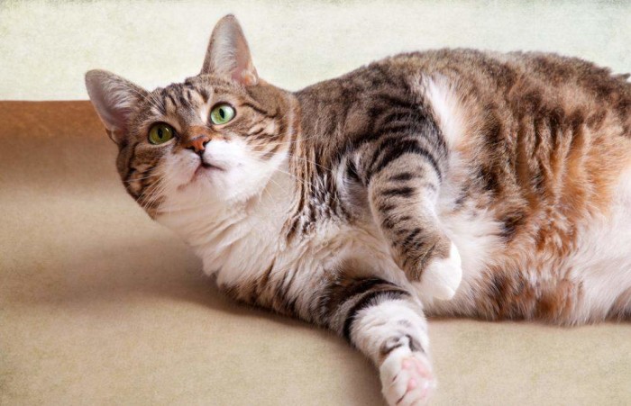 √ Makanan Kucing Agar Kucing Gemuk dan Sehat - Binatang Peliharaan