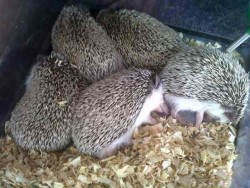 √ Jenis dan Harga Landak Mini - Binatang Peliharaan