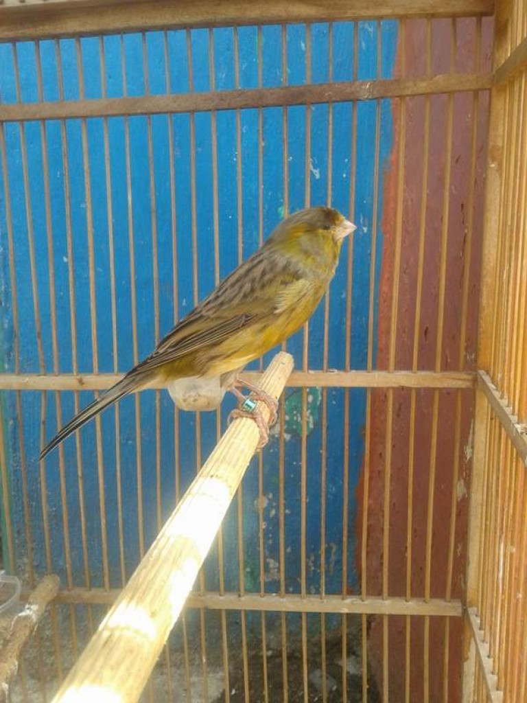 √ Cara Mengobati Kenari Mencret, Berak Kapur, Berak Hijau - Binatang ...