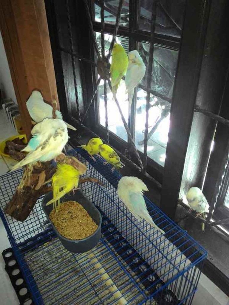 √ Jenis dan Harga Burung Parkit Lengkap dengan Gambar - Binatang Peliharaan