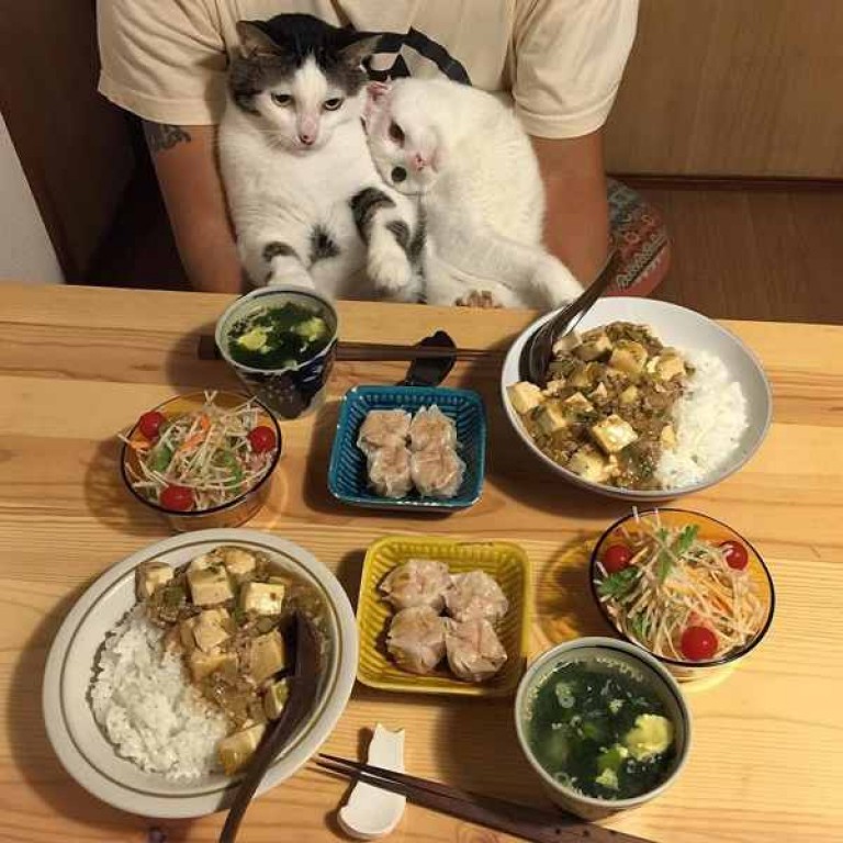 √ Pola Pemberian Makan Kucing yang Tepat - Binatang Peliharaan