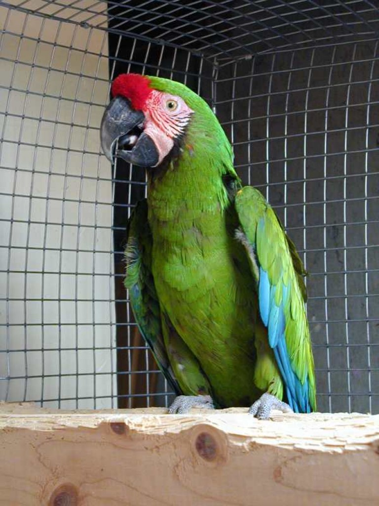√ 10 Jenis dan Harga Burung Macaw - Binatang Peliharaan