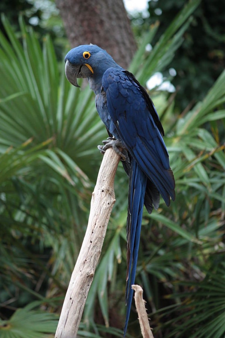 √ 10 Jenis dan Harga Burung Macaw - Binatang Peliharaan