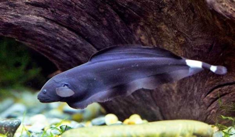 √ Jenis dan Harga Ikan Black Ghost Knifefish - Binatang Peliharaan