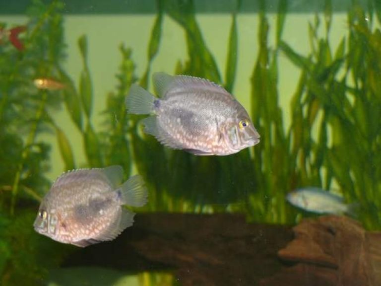 √ Jenis dan Harga Ikan Cichlid - Binatang Peliharaan