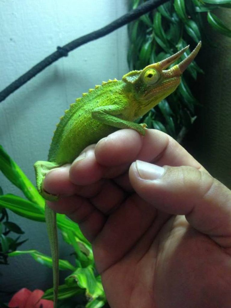 √ Jenis dan Harga Bunglon atau Chameleon - Binatang Peliharaan