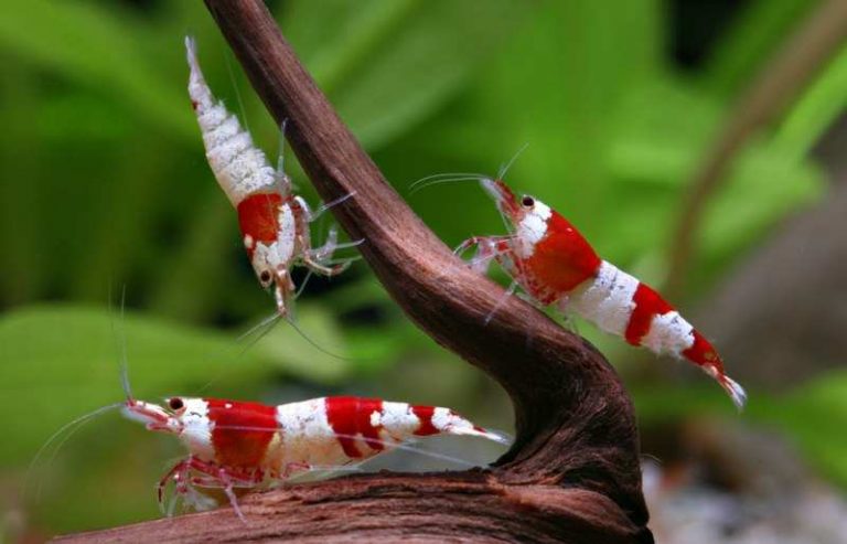 √ Jenis dan Harga Udang Hias Air Tawar - Binatang Peliharaan