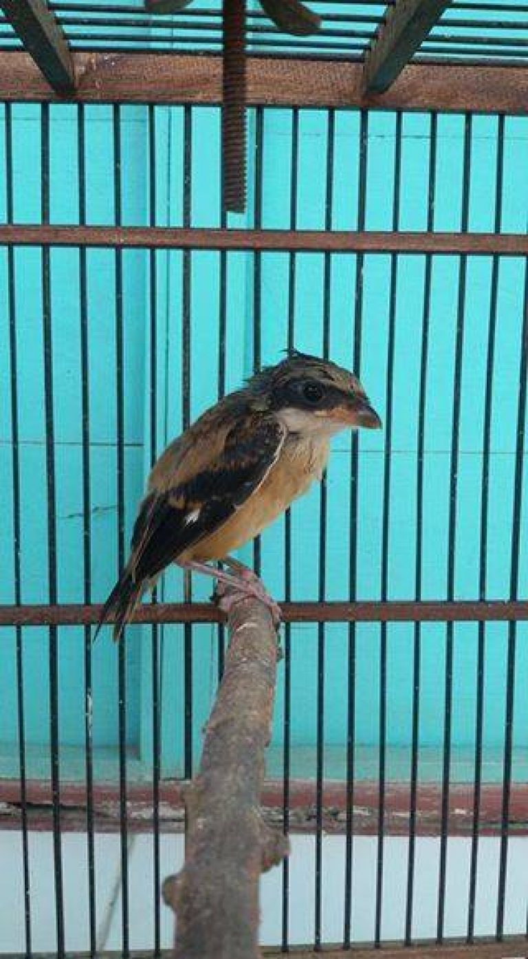 √ 5 Tips Memilih Anakan/Trotolan Cendet yang Berkualitas - Binatang ...