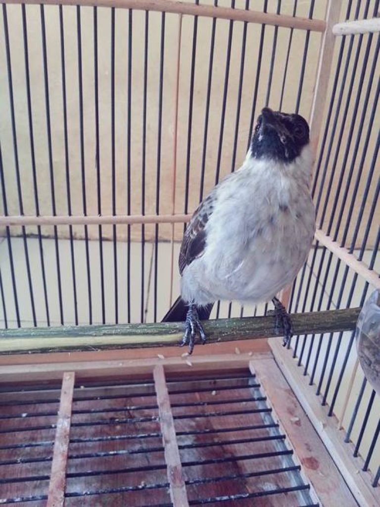 √ Jenis dan Harga Burung Kutilang - Binatang Peliharaan