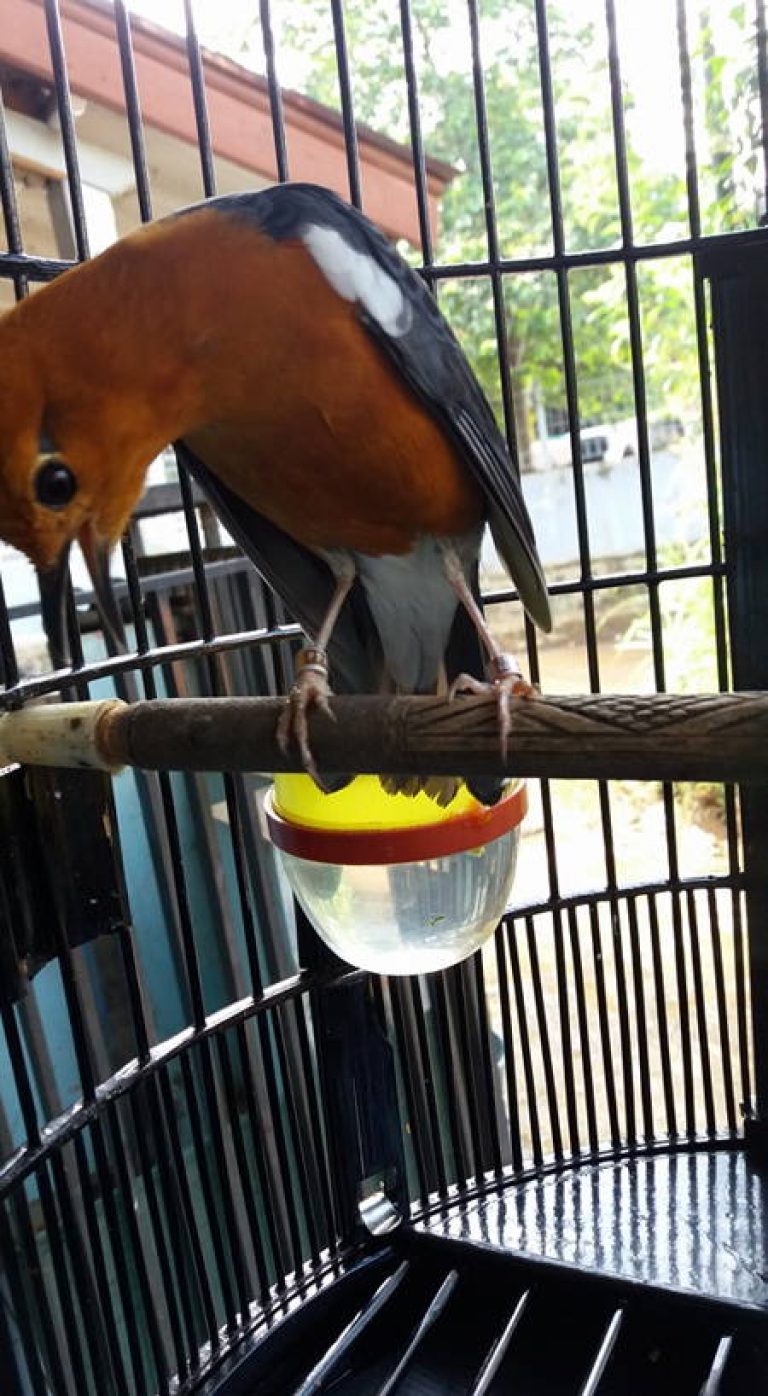 √ Perawatan Harian Anis Merah Agar Gacor dan Cepat Teler - Binatang ...