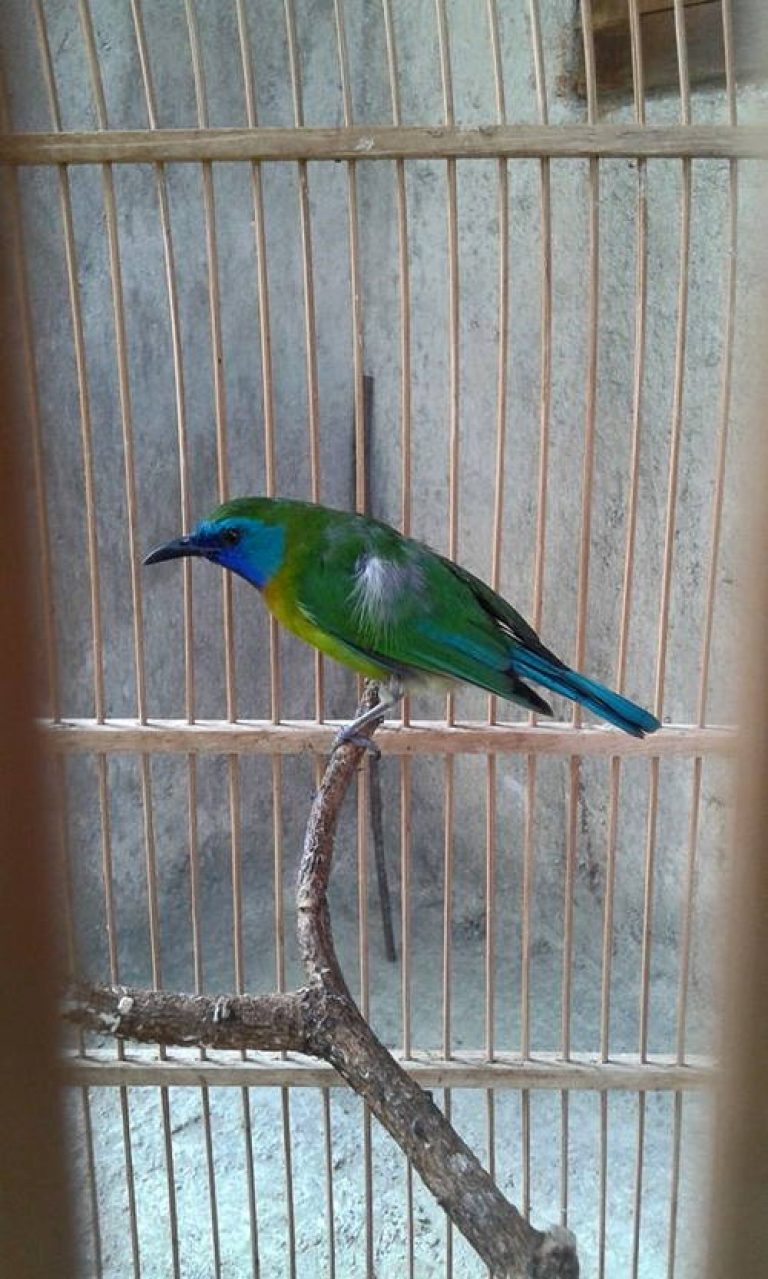 √ Download Suara Cucak Rante Gacor - Binatang Peliharaan