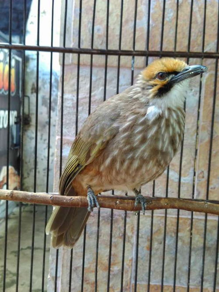 √ Membedakan Cucak Rowo Jantan dan Betina Bagi Pemula - Binatang Peliharaan