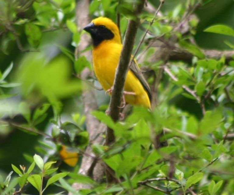 √ 3 Jenis Burung Manyar dan Harganya - Binatang Peliharaan