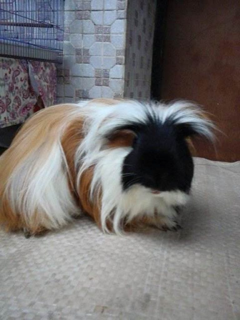 √ Inilah Jenis dan Harga Marmut (Guinea Pig) Di Indonesia - Binatang ...