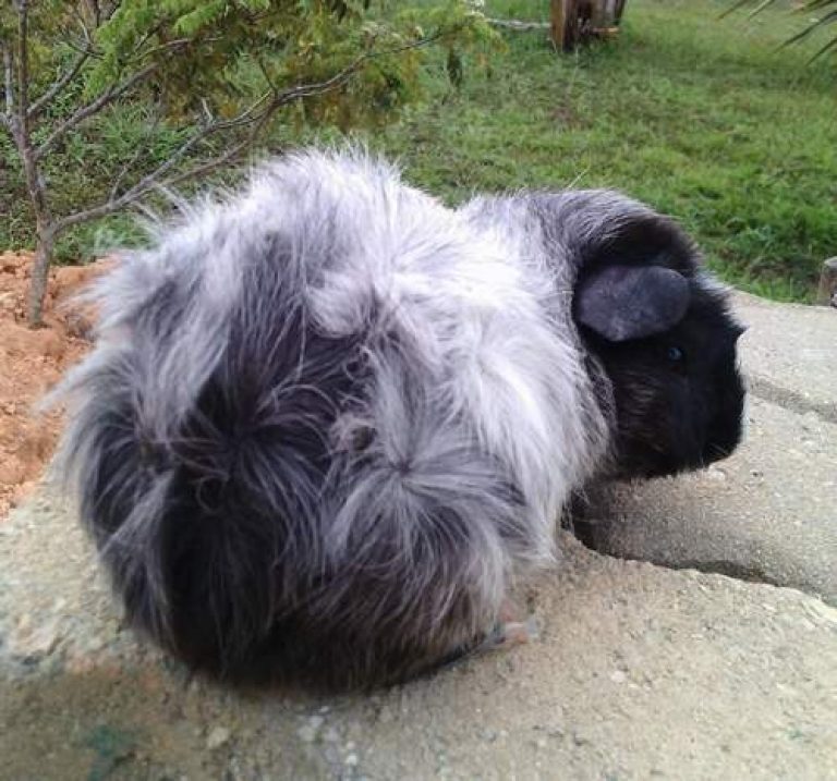 √ Inilah Jenis dan Harga Marmut (Guinea Pig) Di Indonesia - Binatang ...