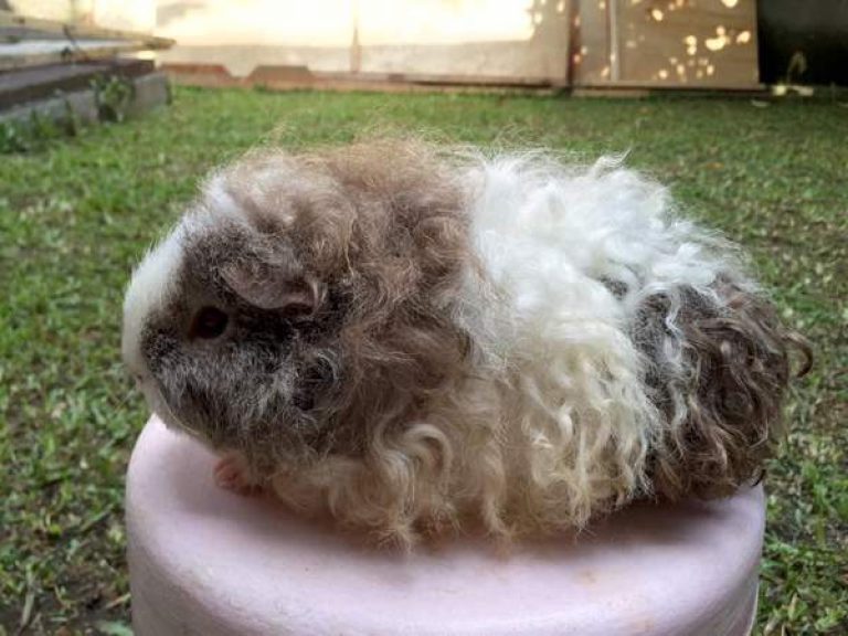 √ Inilah Jenis dan Harga Marmut (Guinea Pig) Di Indonesia - Binatang ...