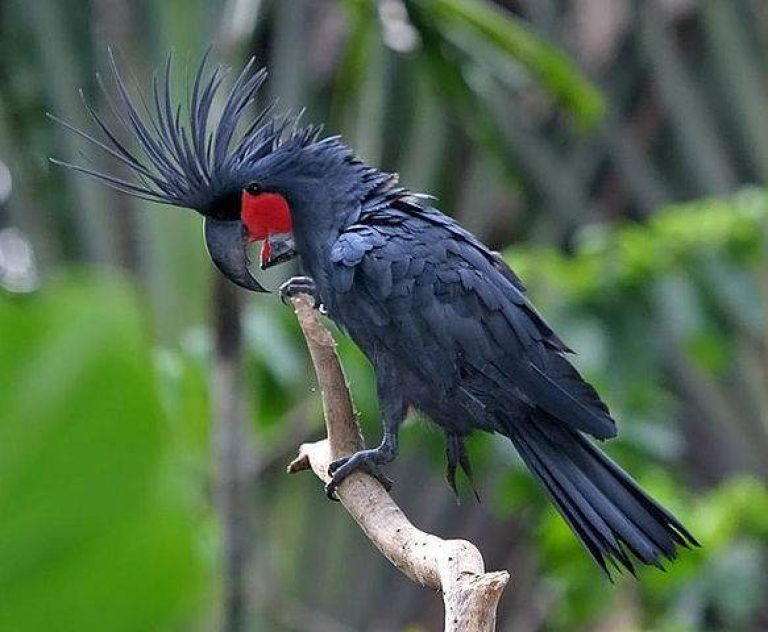 √ Jenis dan Harga Burung Kakatua Lengkap dengan gambar - Binatang ...