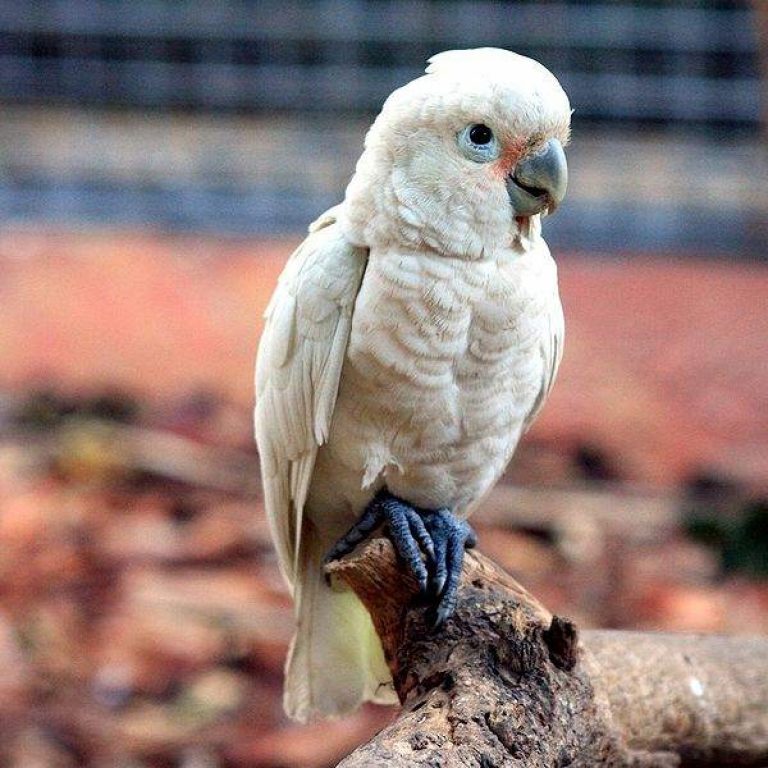 √ Jenis dan Harga Burung Kakatua Lengkap dengan gambar - Binatang ...
