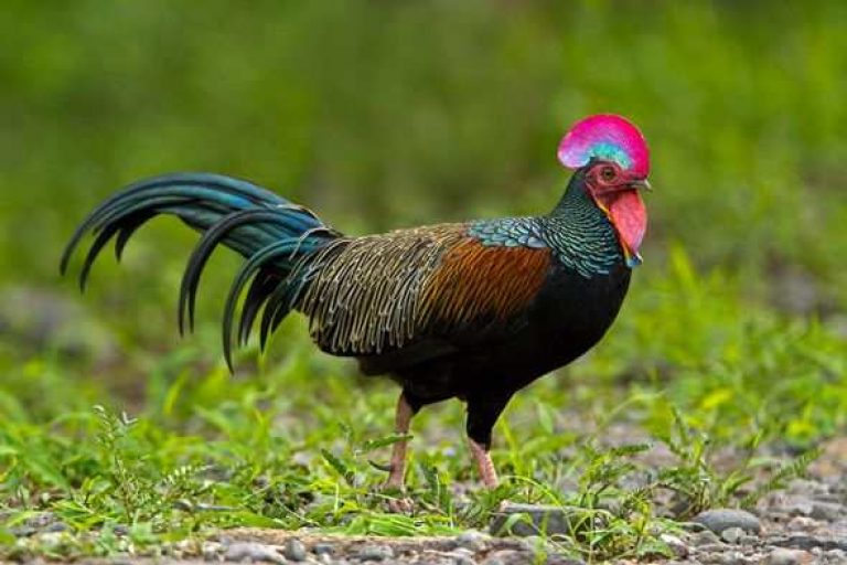√ Jenis dan Harga Ayam Hutan - Binatang Peliharaan