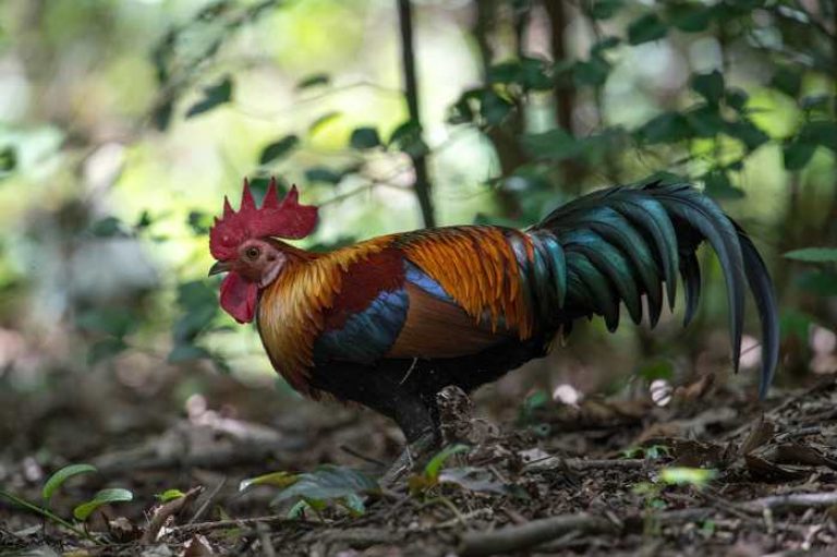 √ Jenis dan Harga Ayam Hutan - Binatang Peliharaan