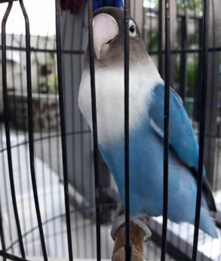 √ 17 Jenis Warna Lovebird dan Kisaran Harganya - Binatang Peliharaan