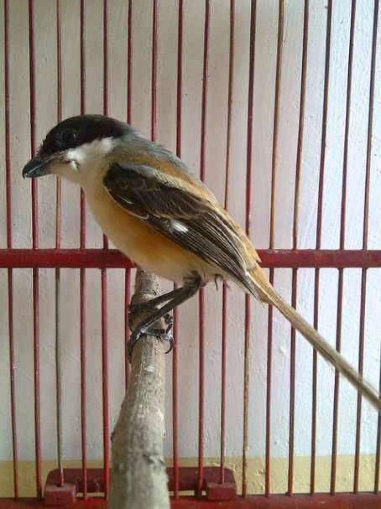 √ Download Suara Cendet Liar Asli Di Alam MP3 - Binatang Peliharaan