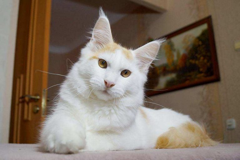 √ Mengenal Kucing Maine Coon Lebih Dekat - Binatang Peliharaan