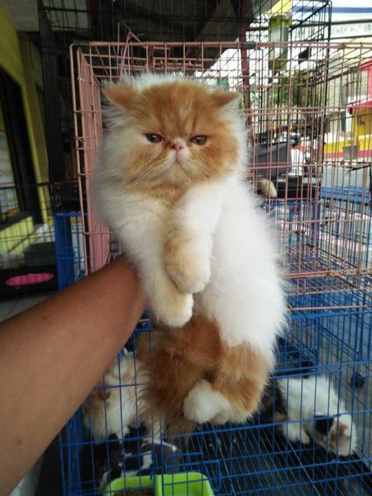 √ Perbedaan Kucing Persia Peaknose dan Persia Flatnose - Binatang ...