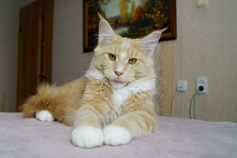 √ Mengenal Kucing Maine Coon Lebih Dekat - Binatang Peliharaan