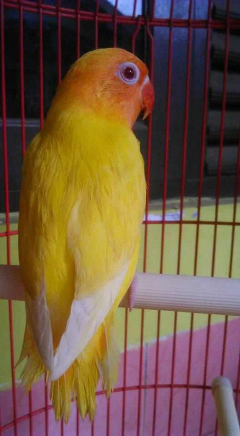 √ 5 Perbedaan Lovebird Paskun Pastel Kuning dengan Lutino - Binatang ...
