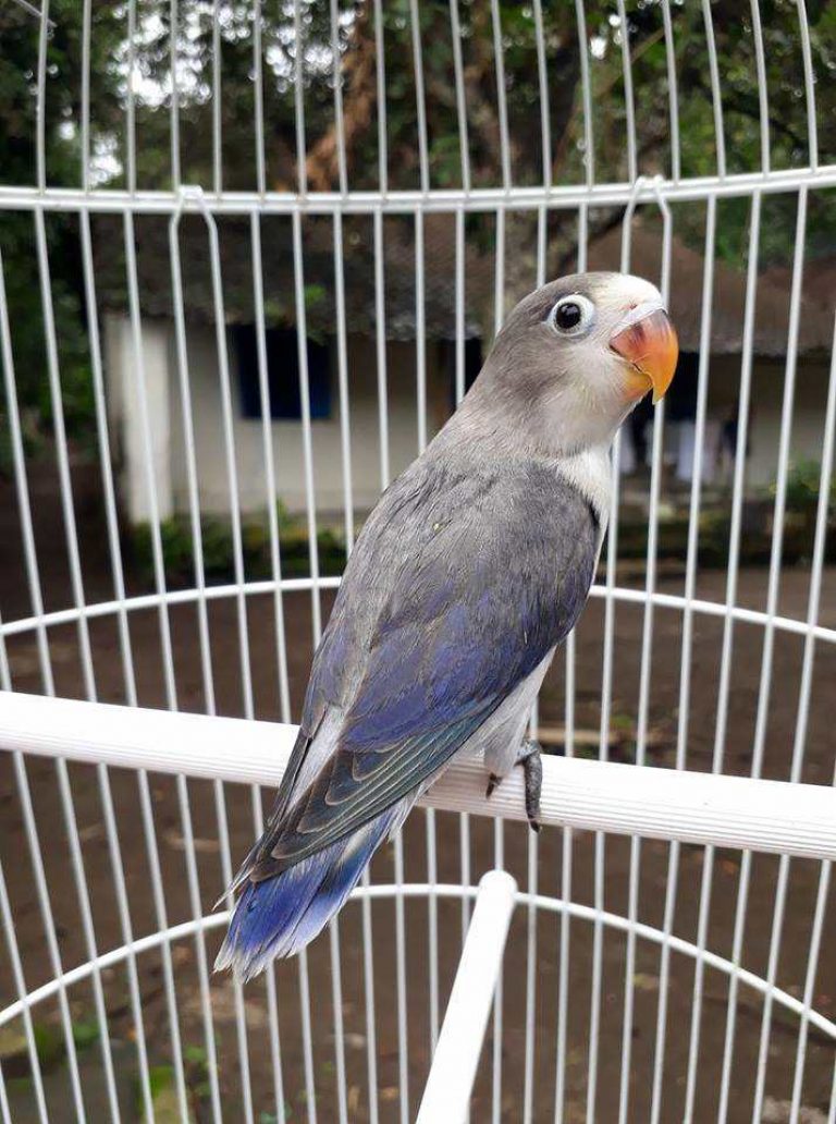 √ Pengertian Warna Lovebird Perso, Fischeri, dan Sable - Binatang ...