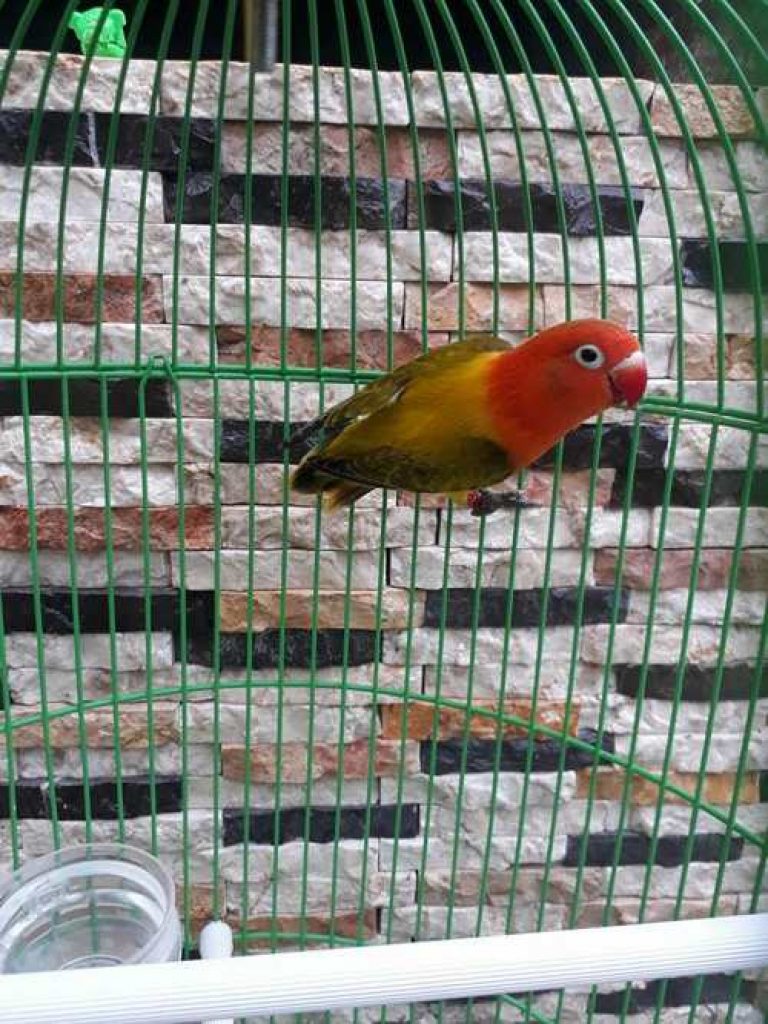 √ 8 Jenis Warna Lovebird Termahal Sampai Ratusan Juta - Binatang Peliharaan