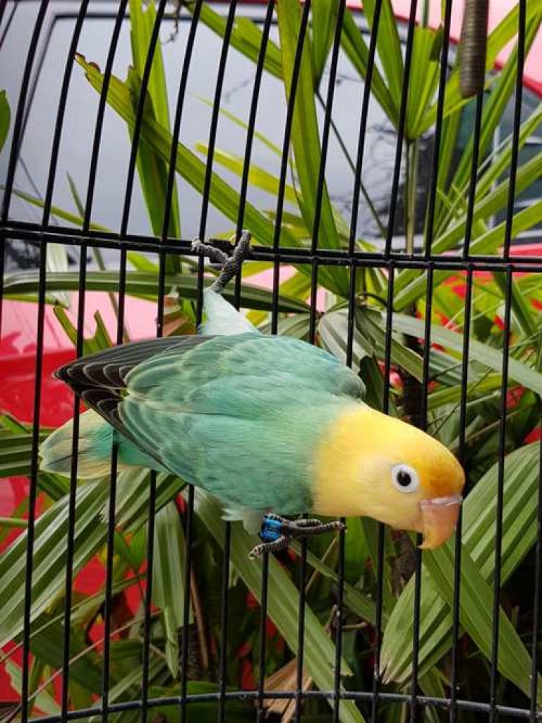 √ 8 Jenis Warna Lovebird Termahal Sampai Ratusan Juta - Binatang Peliharaan