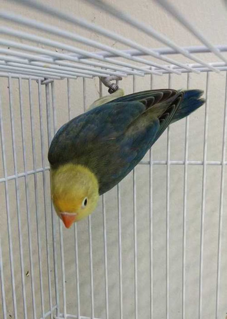 √ 8 Jenis Warna Lovebird Termahal Sampai Ratusan Juta - Binatang Peliharaan