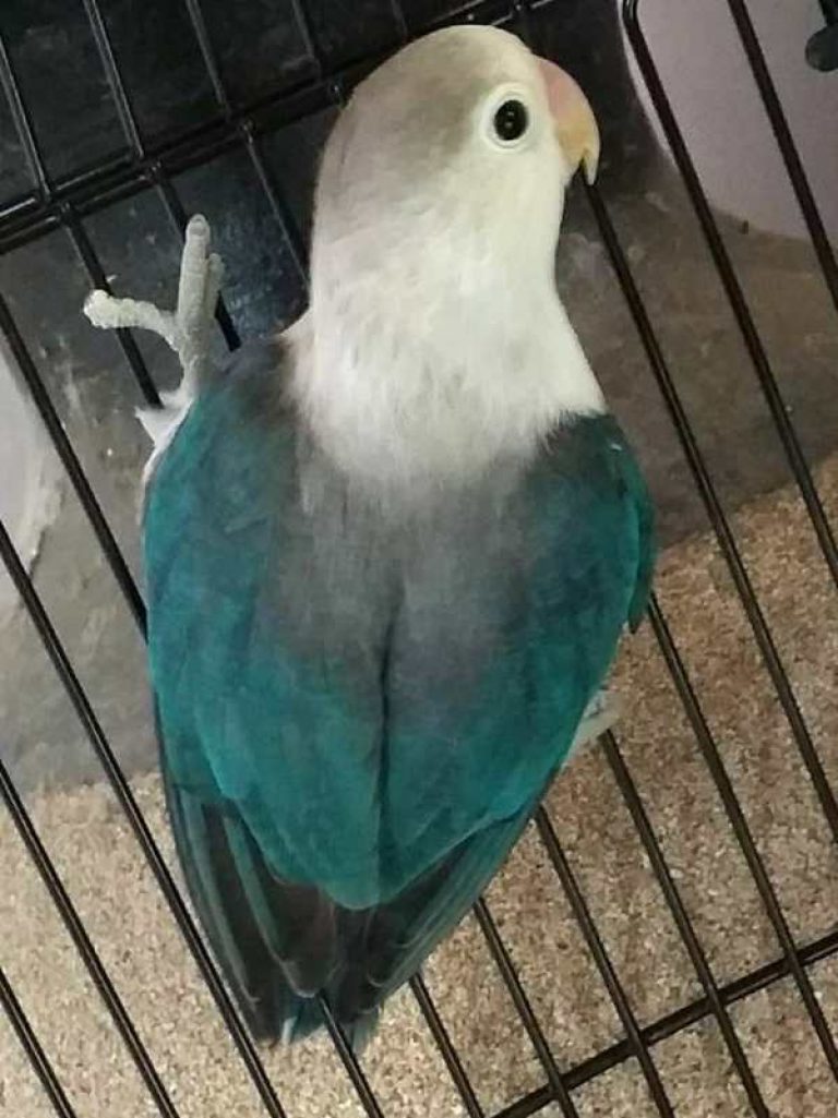 √ Mengenal Ciri-ciri Lovebird Euwing, Blue dan Green - Binatang Peliharaan