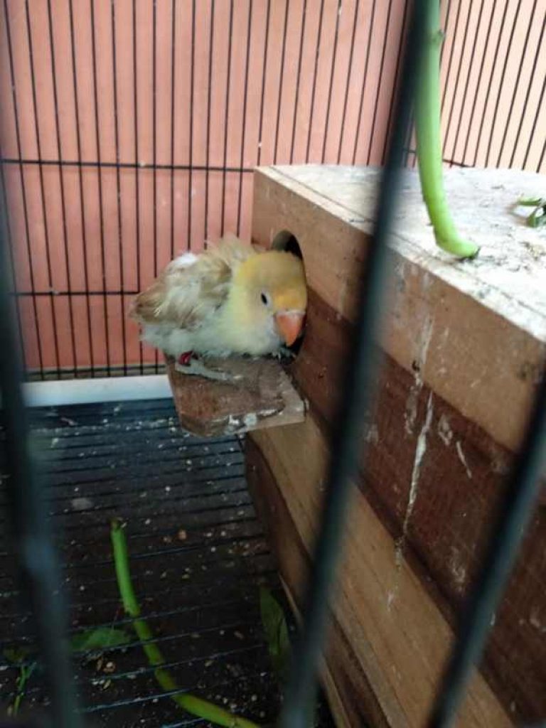 √ Cara Menggunakan Kalkulator Genetik Gencalc Lovebird by Habibi LBF ...