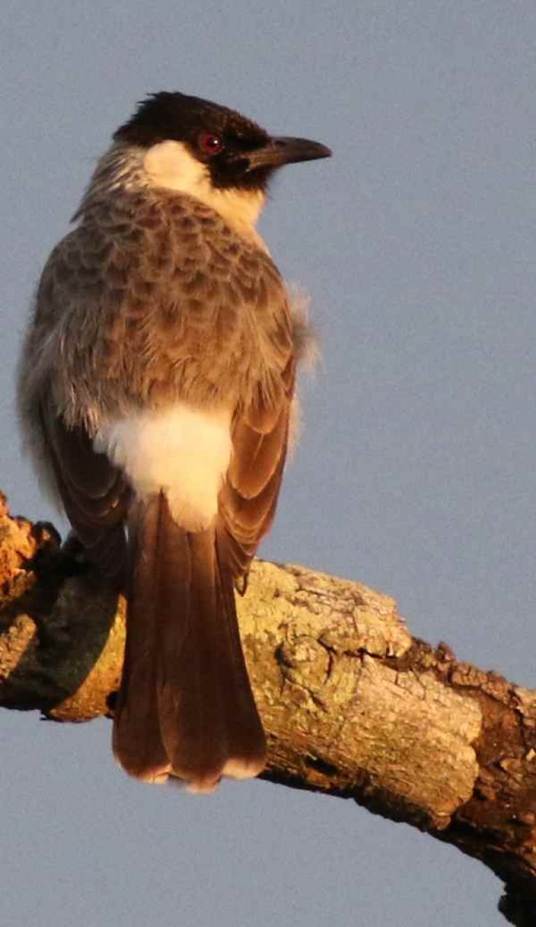 √ Cara Merawat Burung Kutilang Agar Gacor Full Isian - Binatang Peliharaan