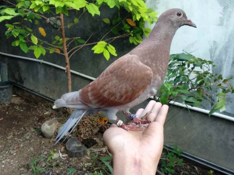 √ Makanan Burung Merpati Balap dan Tinggi - Binatang Peliharaan