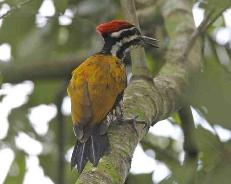 √ Jenis Burung Pelatuk atau Caladi yang Populer di Indonesia - Binatang ...
