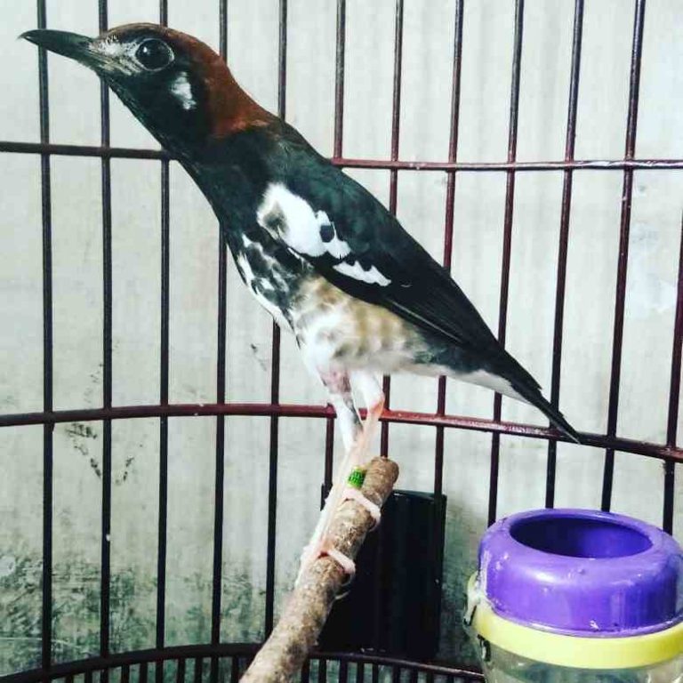 √ Makanan Burung Anis (punglor) Terbaik Agar Cepat Gacor - Binatang ...