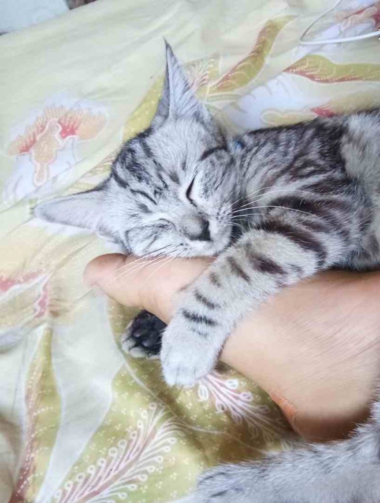 √ 100+ Nama Kucing Korea yang Bagus dan Artinya - Binatang Peliharaan