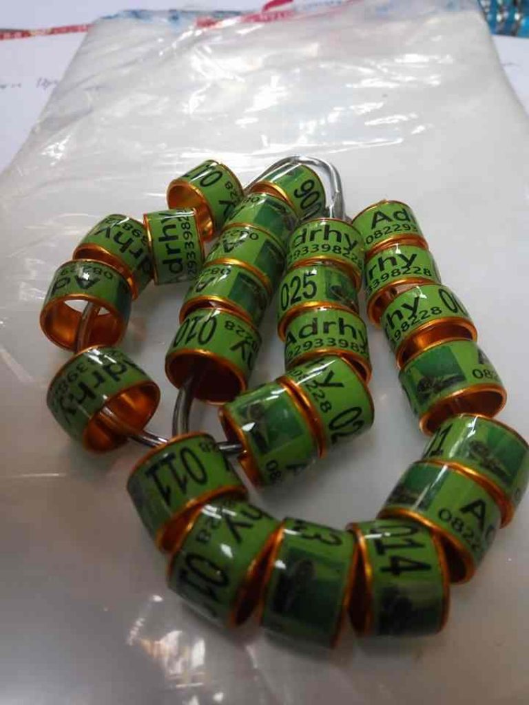 √ Jual Ring Merpati Berbagai Model, Nama Atur Sendiri - Binatang Peliharaan